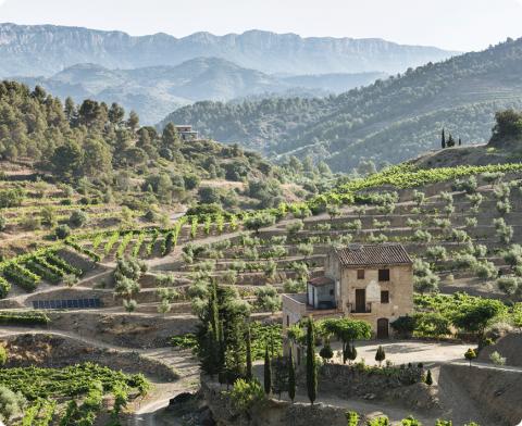 Bodegas Maset | Club Privilegios Planeta